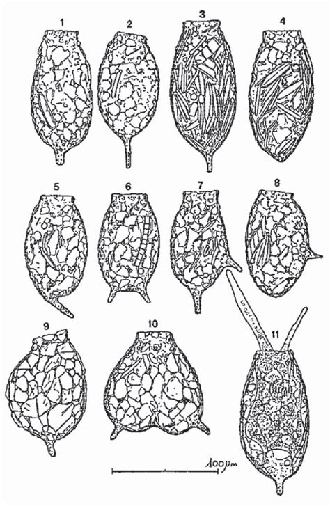 Morphological Variation Of Difflugia Australis After Chardez 1978