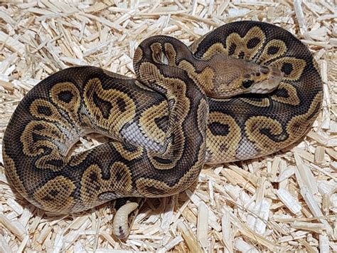 Curly Ghi Clown 66 Het Hypo Og Line Kinked Tail Ball Python By