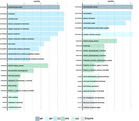 Bar Plots Showing Overrepresented Functional Annotations In The Set Of