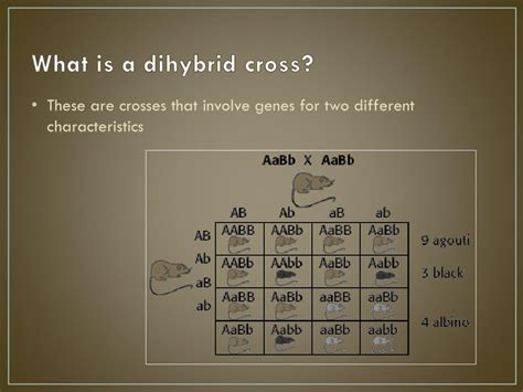 Ppt Genetics Dihybrid Crosses Powerpoint Presentation Free Download