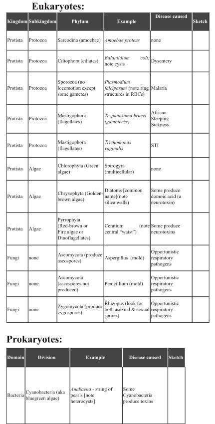 Solved Eukaryotes Disease Caused Kingdom Subkingdom Phylum