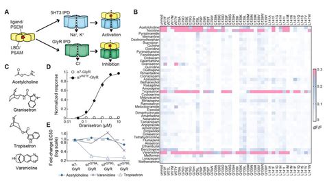 Ultrapotent Chemogenetics For Research And Potential Clinical Applications
