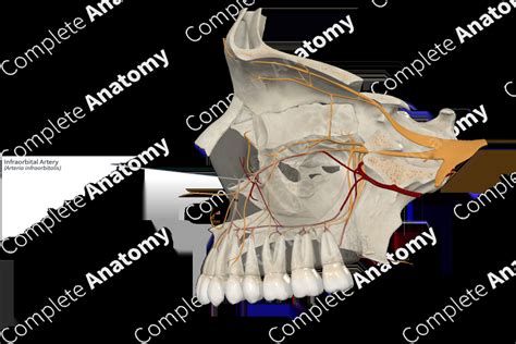 Infraorbital Artery Complete Anatomy