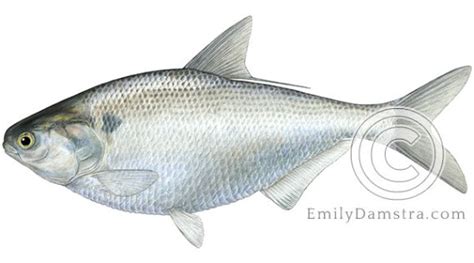 Gizzard Shad Emily S Damstra Emily S Damstra