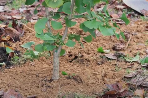 How To Grow And Care For Ginkgo Biloba Trees Beginner Guide 2025