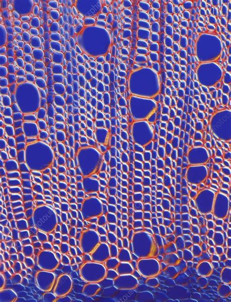 Cannabis Plant Stem Light Micrograph Stock Image C019 5120