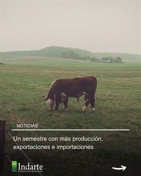 Un Semestre Con Más Producción Exportaciones E Importaciones Indarte