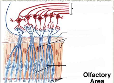 Olfactory Area Diagram Quizlet