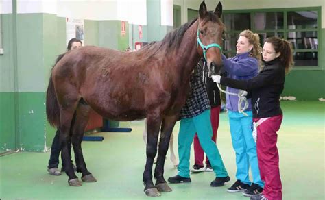 El Hospital Veterinario de la ULE acoge una jornada de cardiología