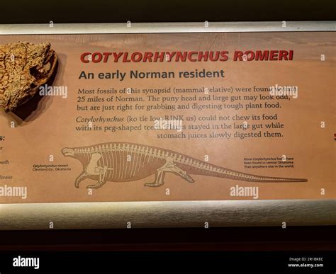 Oklahoma Apr 18 2023 Close Up Shot Of The Cotylorhynchus Romeri