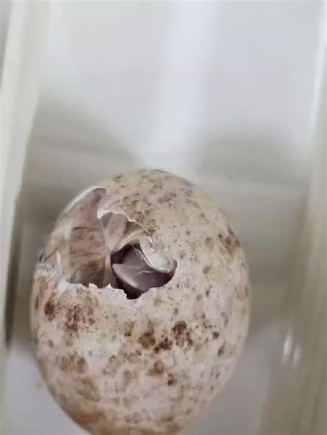 Video Posted By Sds Sdss Ssdglobalfalcon