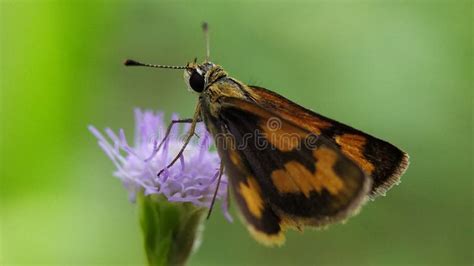 The Moth That Has Pattern Like Tiger But Not Predator Stock Image