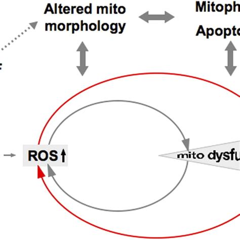 Mitochondrial Morphology And Function In Metabolic Excess Increased