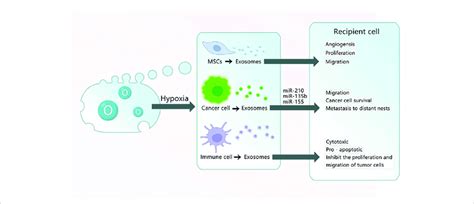 Exosomes Obtained Under Hypoxic Culture 1 Exosomes Derived From Msc