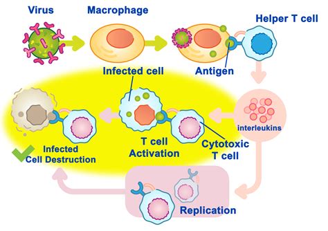 An Introduction To The Immune System Interactive Biology With Leslie