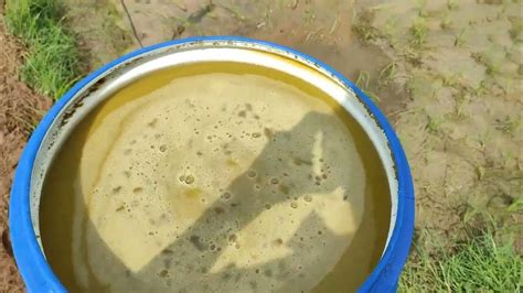 பாரம்பரிய நெல் வகையான பூங்கார் இயற்கை முறையில் சாகுபடி வயலுக்கு