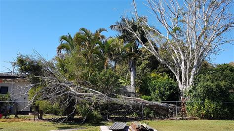 Tree Damage From Stormy Weather 🌩⛈🌪 Csp Tree Services