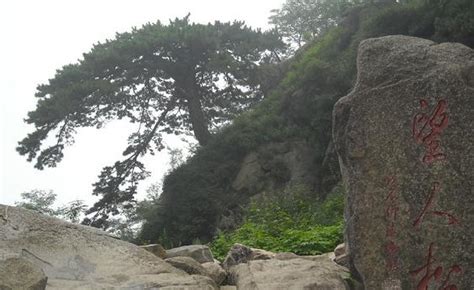 泰山的标志性景色之一是拍纪念照的好地方望人松