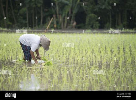 A Worker Picks Rice In A Padi Field In Sumatra Indonesia Picture Date