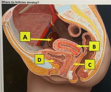 Solved Where do follicles develop А B D C Chegg