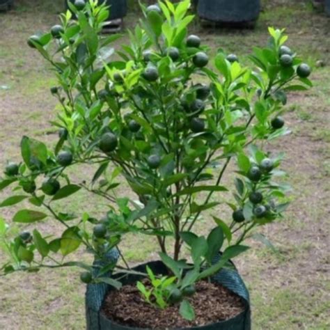 Pohon Jeruk Limau Lazada Indonesia