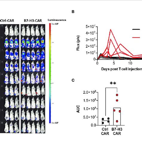 Car T Cell Trafficking To Orthotopic Tumors Lm7 Os Cells Were