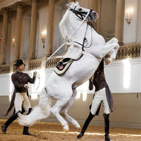 Spanish Riding School At Pandj Live Itison