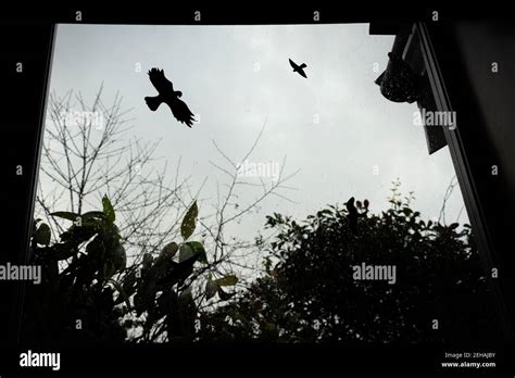 Anti Bird Collision Stickers On A Window To Prevent Birds From Flying