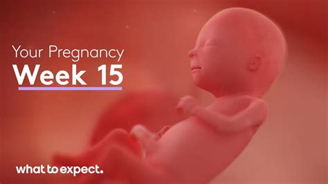 Months Pregnant Symptoms And Fetal Development Pampers 44 Off