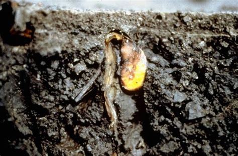 Urban Farmer Pythium Root Rot And Damping Off Hydroponics Soiless