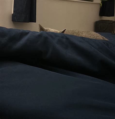 Master Of Stealth Rthereisnocat