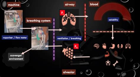Anaesthesia 10 Uptake And Distribution Flashcards Quizlet