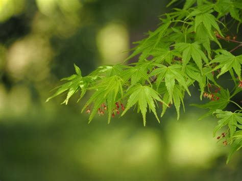 Fresh Green Leaf Free Image Download