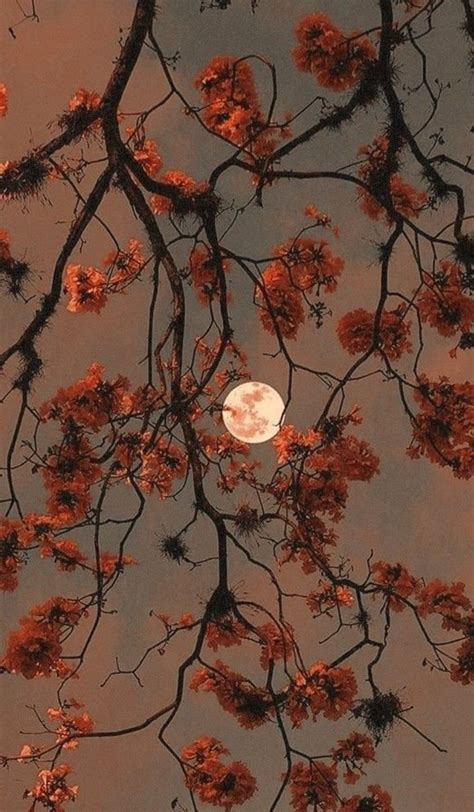 بک‌ گراند خوشگل و کیوت🌑🌙 والپیپر تاوعکس