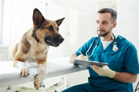 Услуги — Ветеринарная клиника ZooHelp