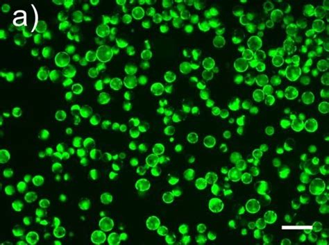 A Protoplasts Stained With Fda B Simulated Image Scalebar