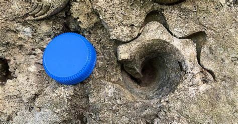 Update Conch Fossil Album On Imgur