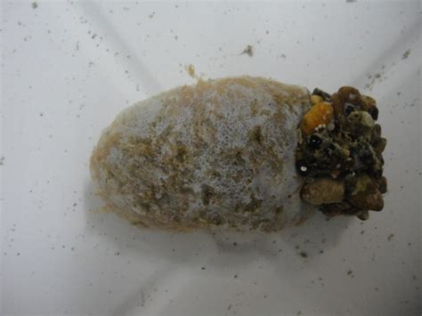 Aplidium Bilinguae · Inaturalist United Kingdom