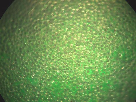 Fluorescent Polymer Precision Microspheres Beads Microparticles Uv