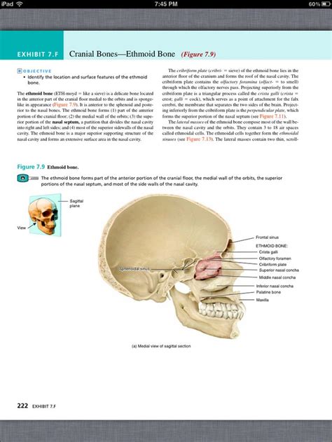 Principles Of Anatomy And Physiology Chapter 7 The Skeletal System The Axial Skeleton 15