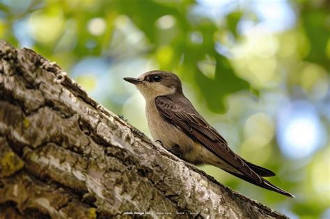 Premium Photo Chimney Swift Bird On Tree Branch Wildlife Closeup With Beak And Feathers Detail