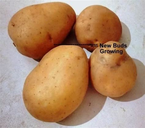 Potato Is A Root Or Stem All You Need To Know Garden Bagan