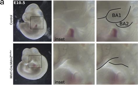 Tissueselective Effects Of Nucleolar Stress And Rdna Damage In