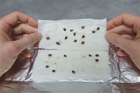 Cómo germinar semillas de uva de forma fácil Infoagro
