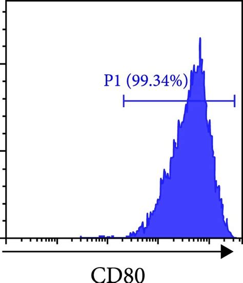 In Vitro Phagocytosis Test A Fluorescent Representations Of The Rm 1