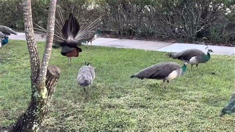 Peacocks In Cape Canaveral Florida Birds Youtube