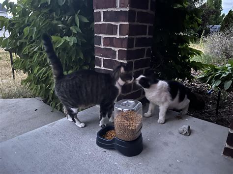 My Cat Befriending One Of The Neighborhood Cats Reyebleach