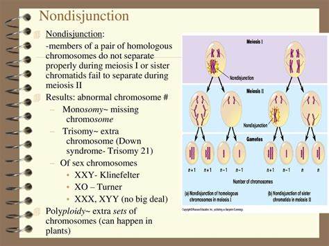 Meiosis And Sexual Reproduction Ppt Download