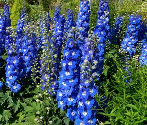 Cobalt Dreams Delphinium Halifax Perennials Inc