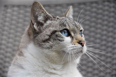 Sevimli Kedi Fotoğrafları Zoo Blog
